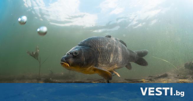 Мъж улови 16-килограмов шаран (СНИМКИ) - Любопитно | Vesti.bg